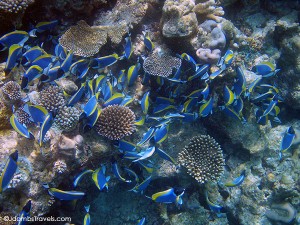 The Colorful Underwater World of the Maldives - Jdomb's Travels