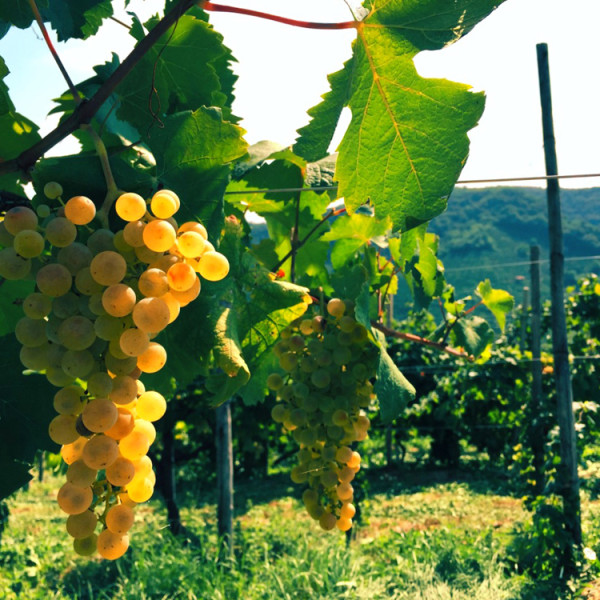 The Luxe Adventure Traveler Guide to The Prosecco Road