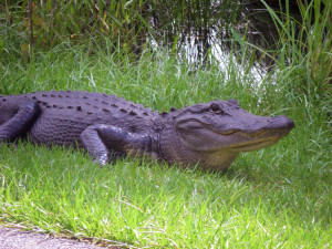 38 Tips for Visiting the Best US National Parks - Luxe Adventure Traveler