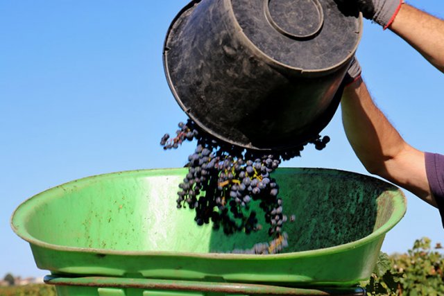 What to Expect During the Grape Harvest in Bordeaux - Luxe Adventure ...