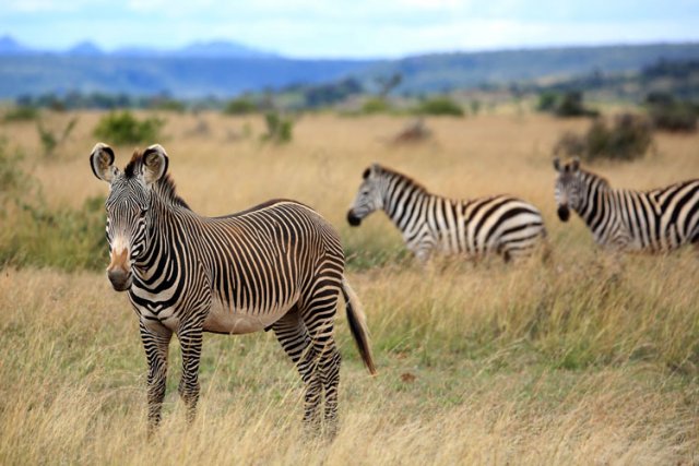 Kenya Wildlife: The Northern Five - Luxe Adventure Traveler