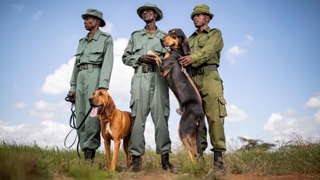 Loisaba Conservancy: The Kenya Wildlife Park That Needs to Be on Your ...