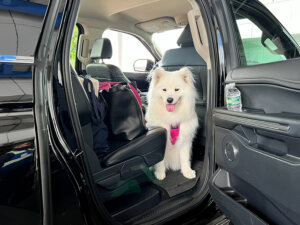 How to Fly Large Dogs in Cabin: K9 Jets Review - Luxe Adventure Traveler