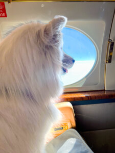 How to Fly Large Dogs in Cabin: K9 Jets Review - Luxe Adventure Traveler