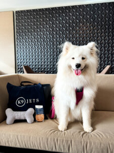 How to Fly Large Dogs in Cabin: K9 Jets Review - Luxe Adventure Traveler